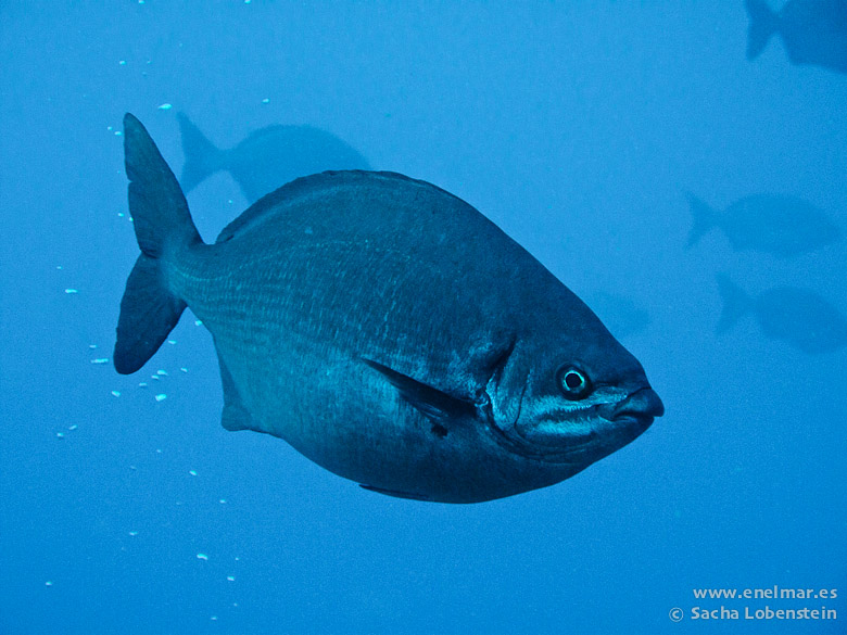 20110212 1103 – Chopa (Spondyliosoma cantharus), El Bajón | enelmar.es