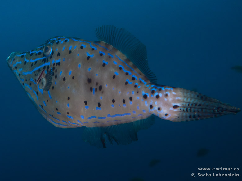 Gallo azul (Aluterus scriptus) | enelmar.es