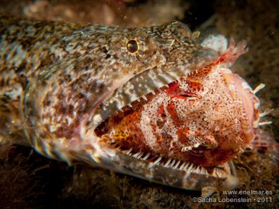 20110702 1101 – Garachico, Pez lagarto (Synodus synodus), Rascacio ...