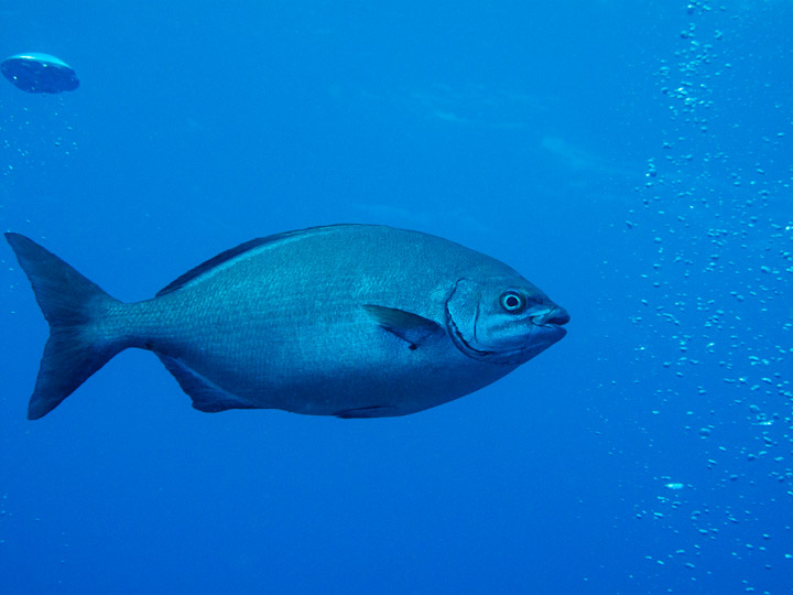 Chopón (Kyphosus sectatrix) | enelmar.es