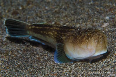 20120412 2222 – enelmar.es – Pejesapo o Pez rata (Uranoscopus scaber ...