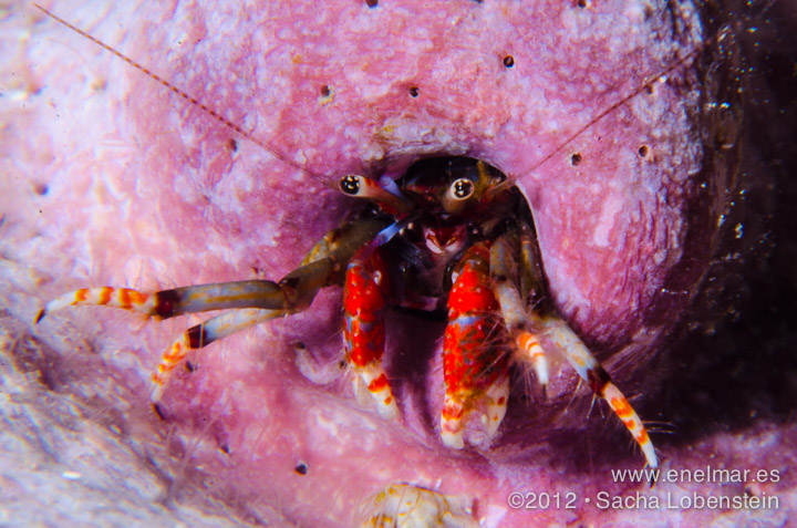 20120810 1942 – enelmar.es – Cangrejo ermitaño (Calcinus tubularis ...
