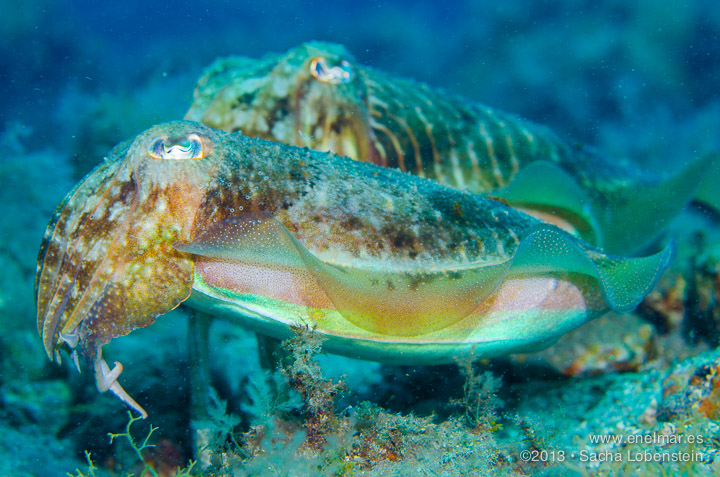 Moluscos | enelmar.es